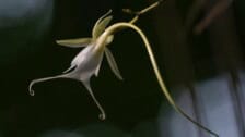 Ghost Orchid: How to Plant, Grow and Care for Ghost Orchids