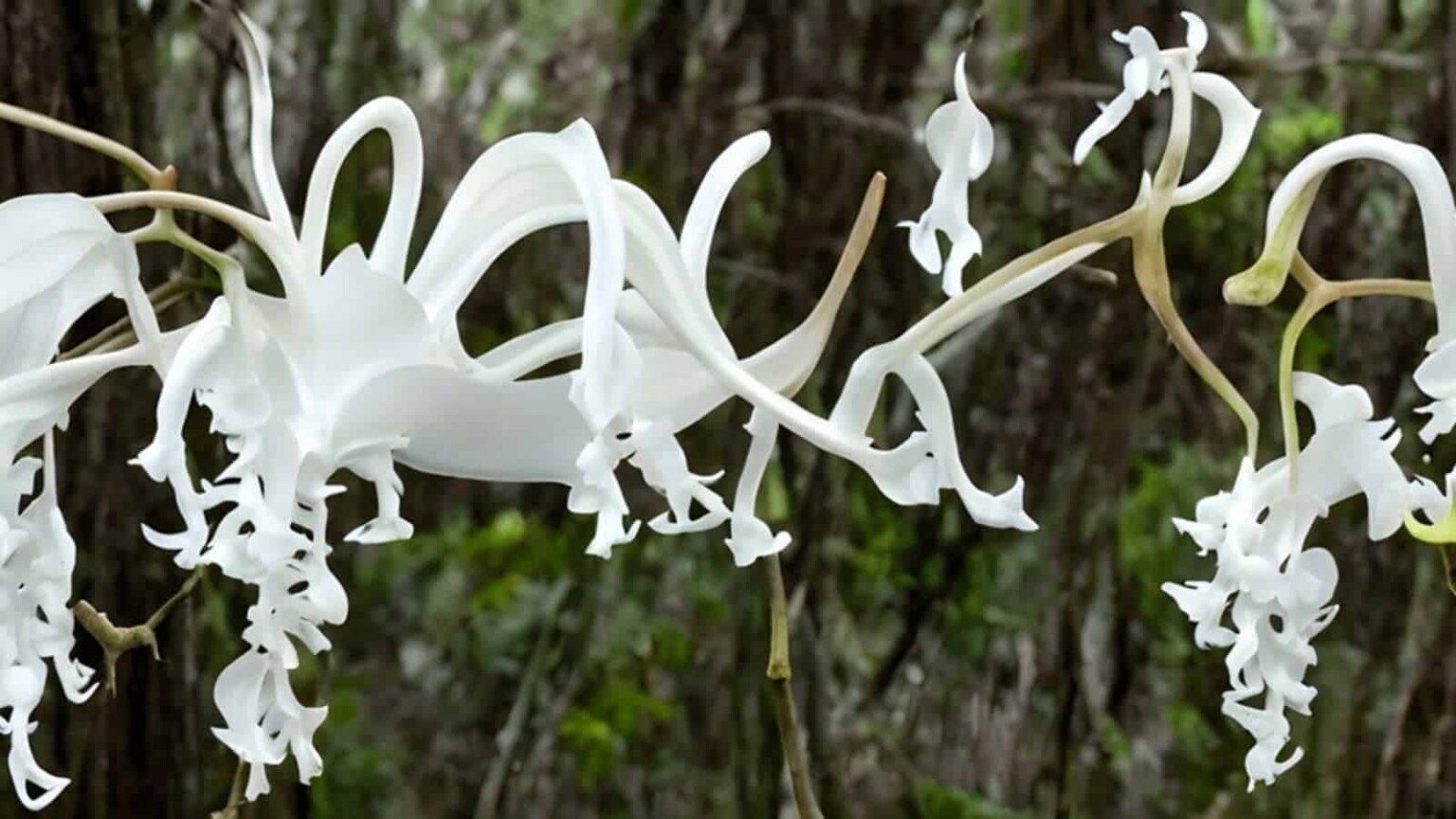 Ghost Orchid: How to Plant, Grow and Care for Ghost Orchids