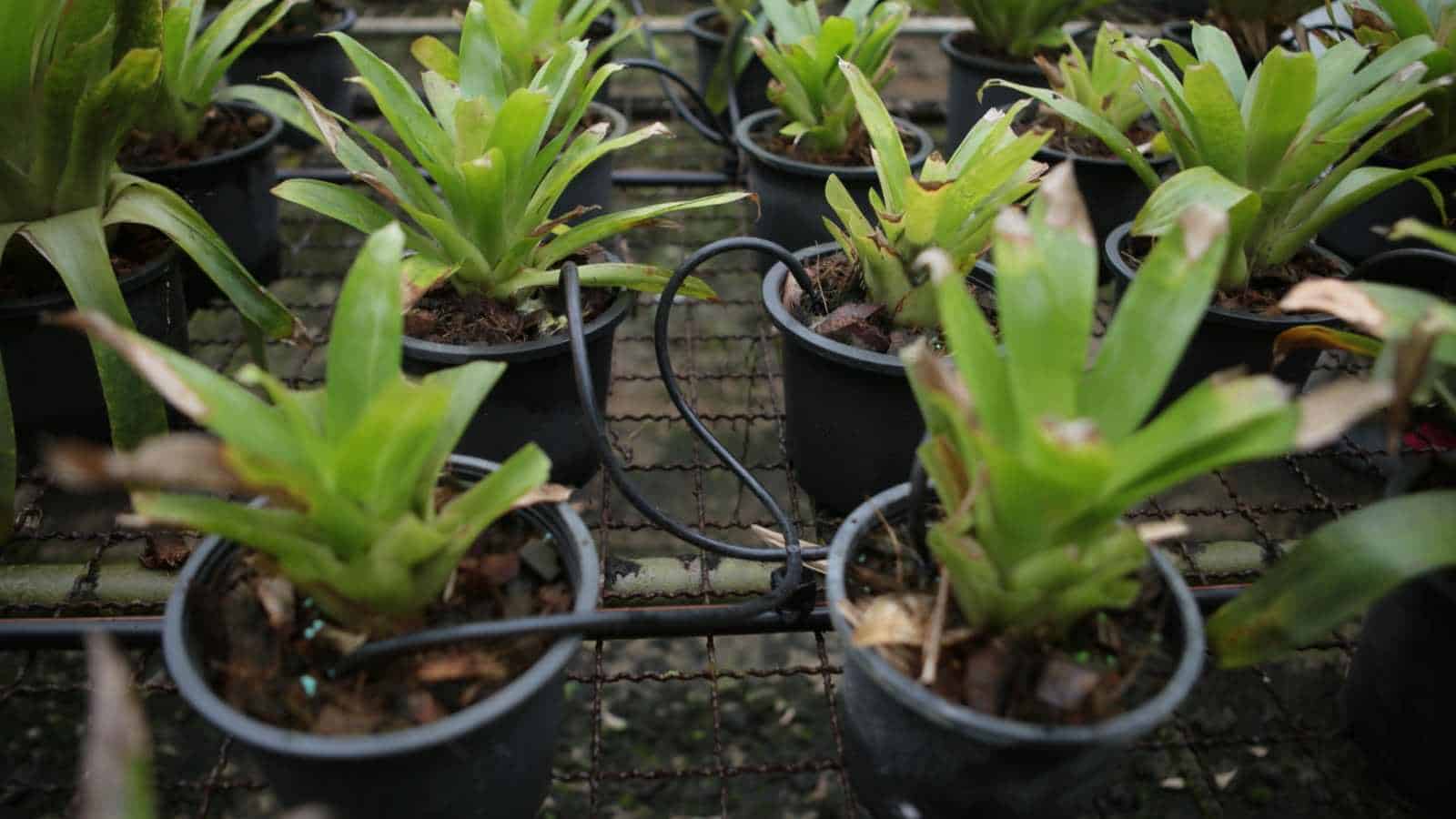 Bromeliad Guide: How to Grow and Care for Bromeliad Plants