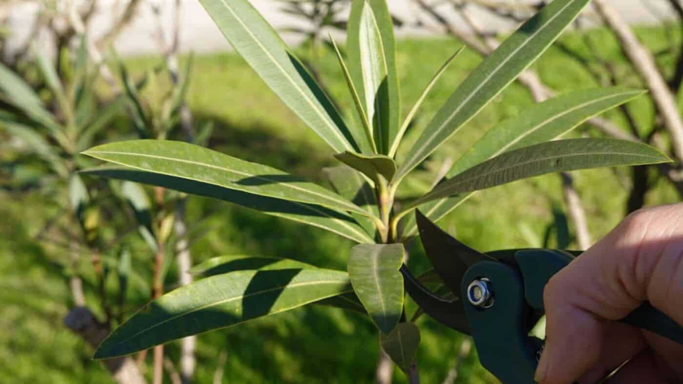 Oleander Guide: How to Grow and Care for Nerium Oleander