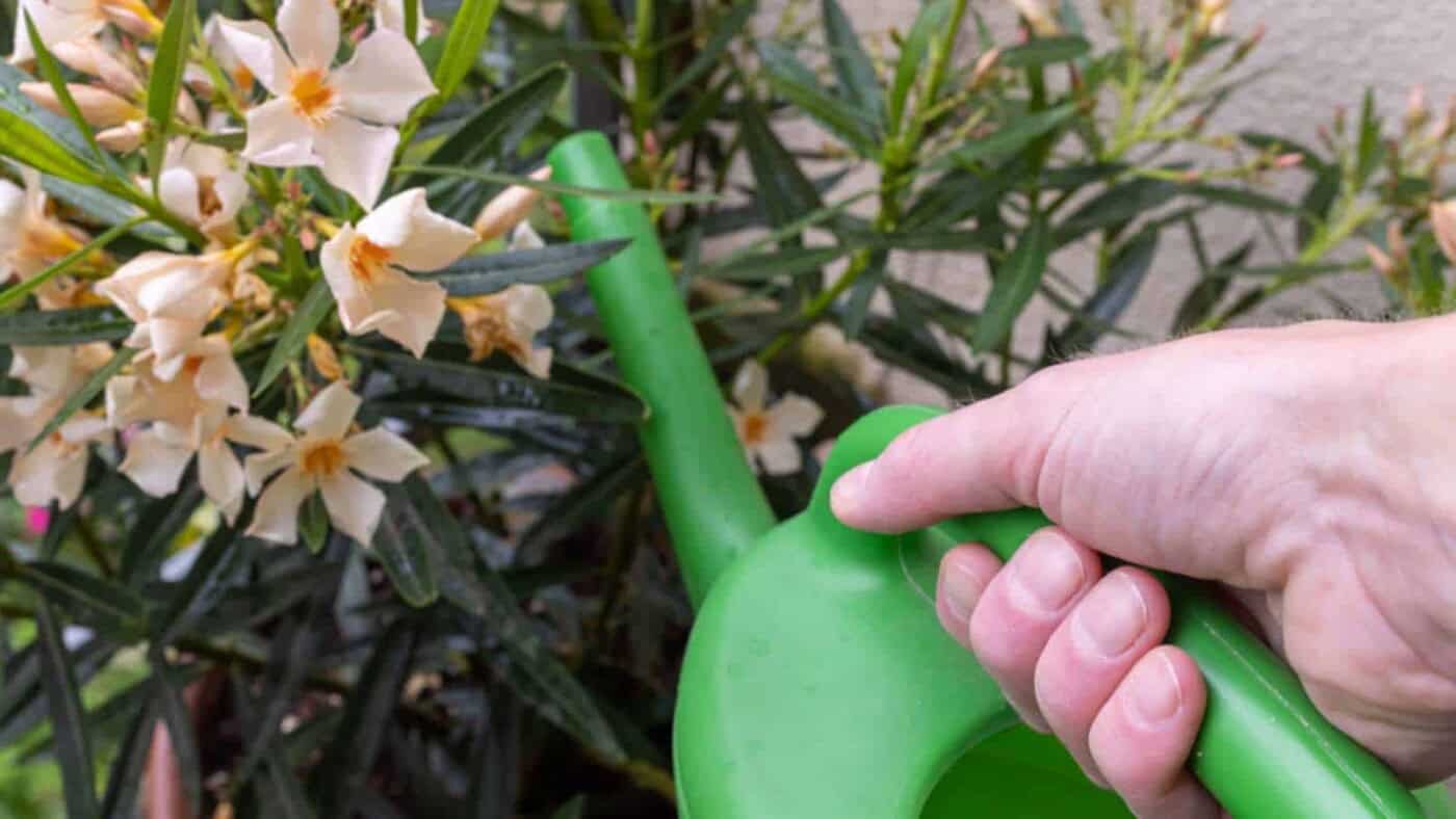 Oleander Guide: How to Grow and Care for Nerium Oleander