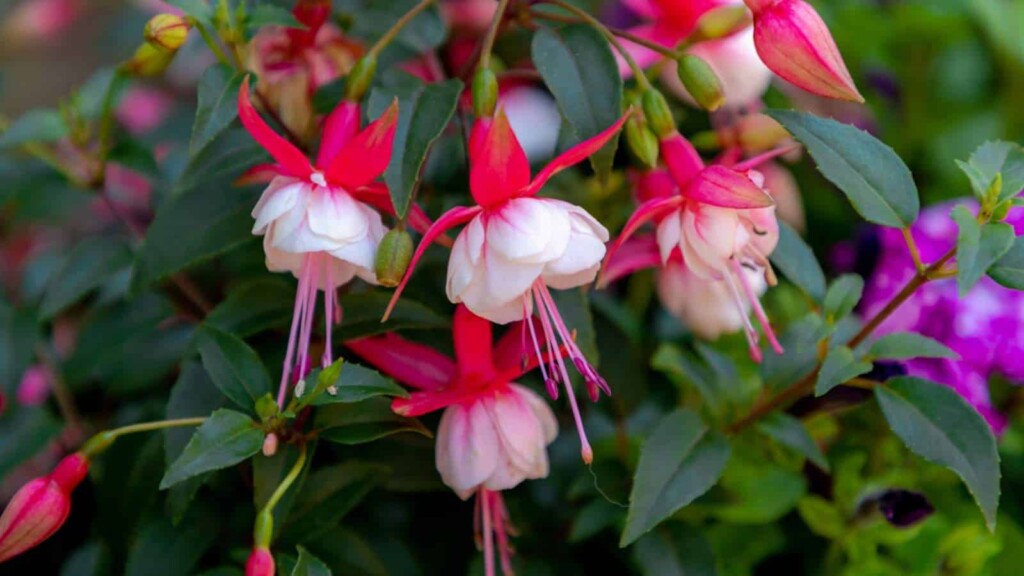15 Fall Flowers for a Strikingly Colorful Garden