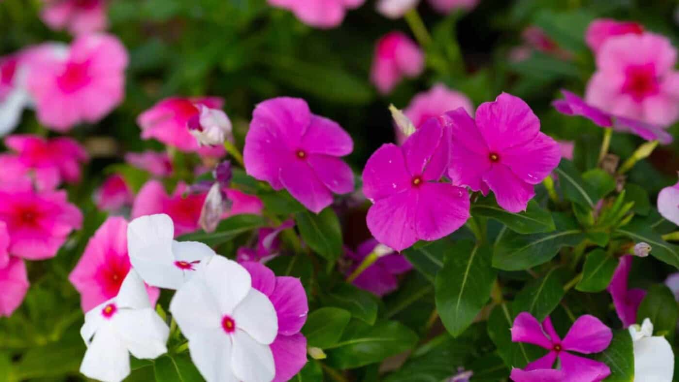 Growing and Nurturing Impatiens: Guide for Beginners