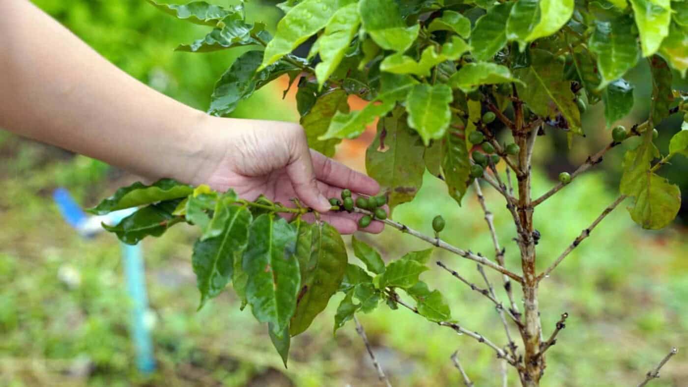 How to Plant, Grow & Care for Coffee Plant (Coffea Arabica)