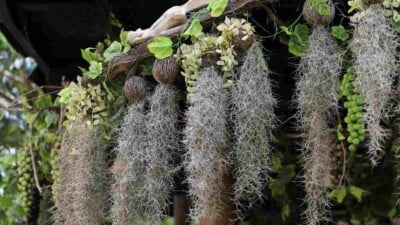 How to Grow and Care For Spanish Moss at Home - Full Guide