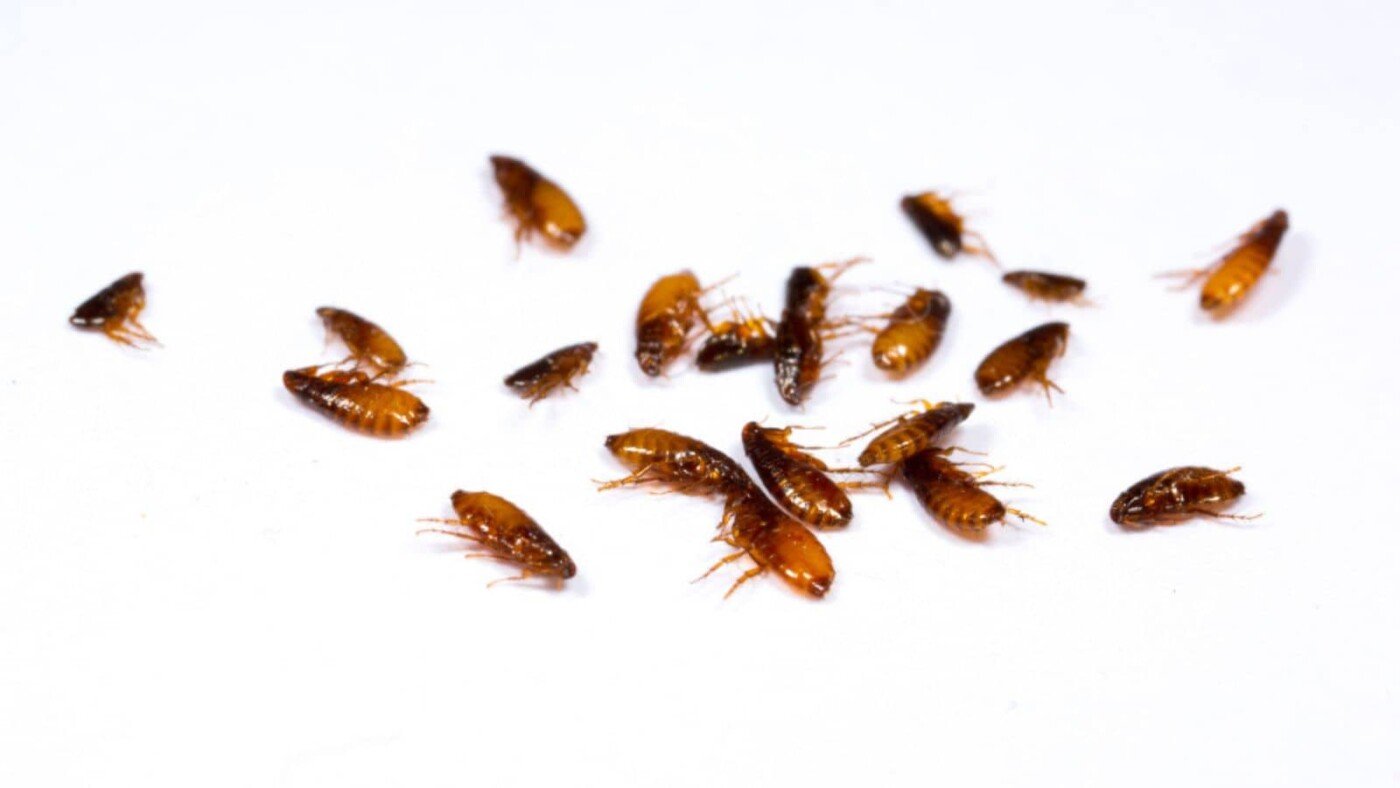 Can Fleas Fly? And How to Handle a Flea Infestation?