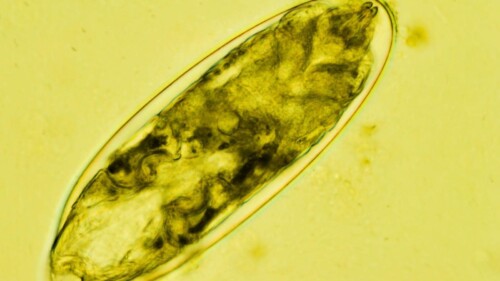 Can Fleas Fly? And How to Handle a Flea Infestation?