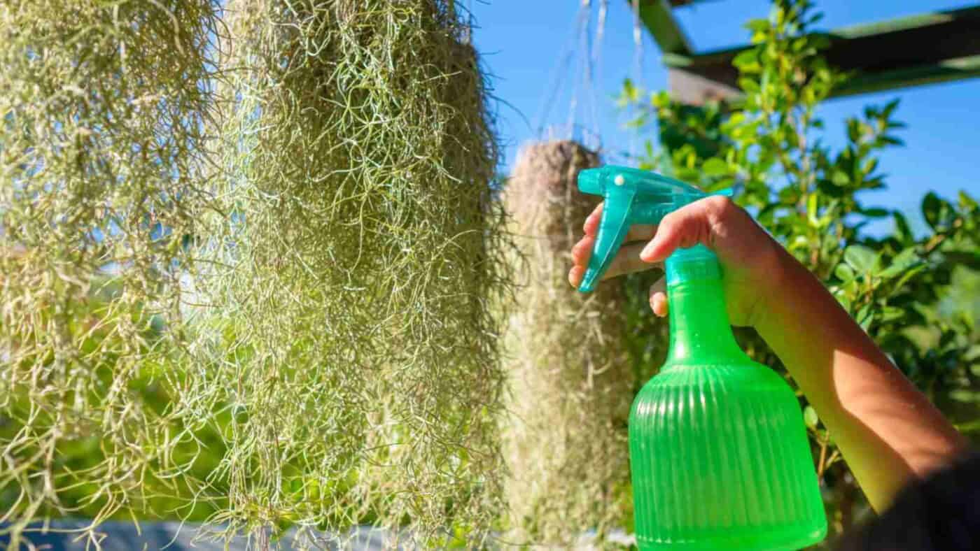 How to Grow and Care For Spanish Moss at Home - Full Guide