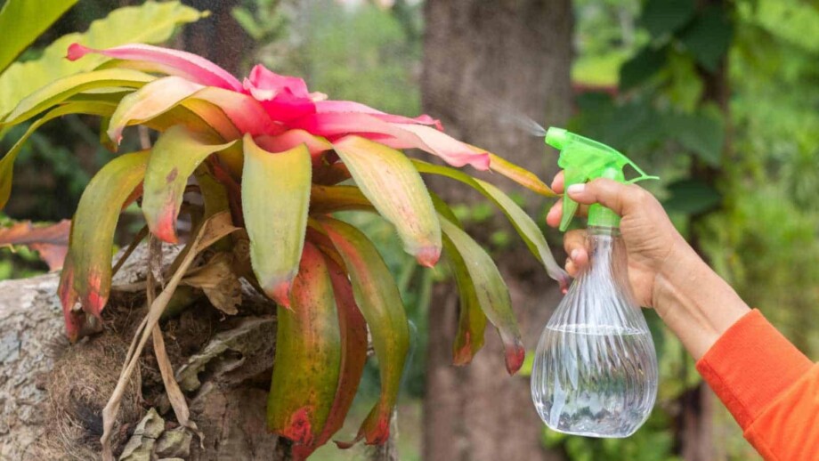Bromeliad Guide: How to Grow and Care for Bromeliad Plants