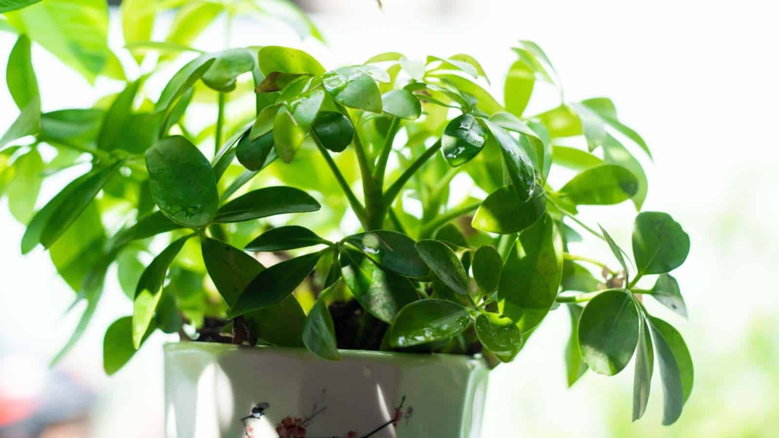 How to Grow and Care for Money Tree (Pachira aquatica)