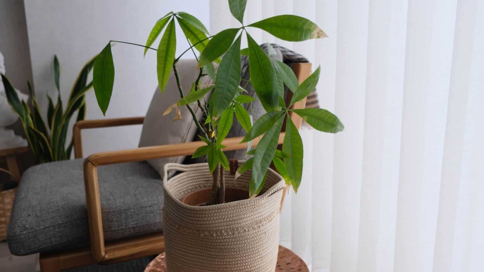 How to Grow and Care for Money Tree (Pachira aquatica)