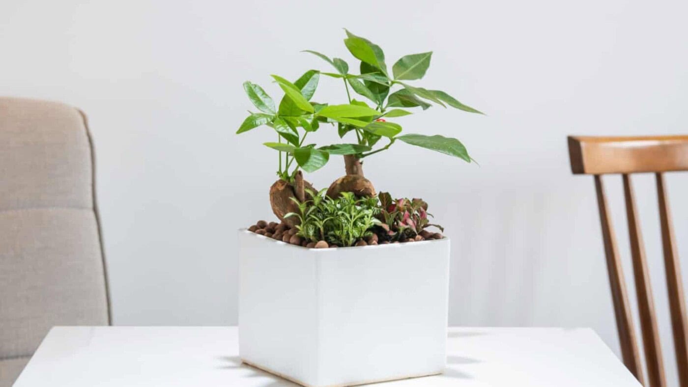 How to Grow and Care for Money Tree (Pachira aquatica)