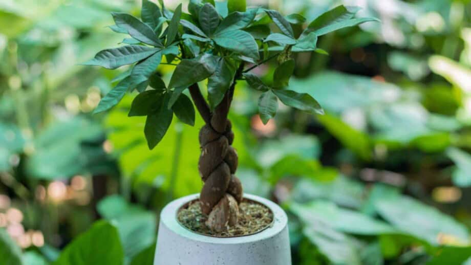 How to Grow and Care for Money Tree (Pachira aquatica)
