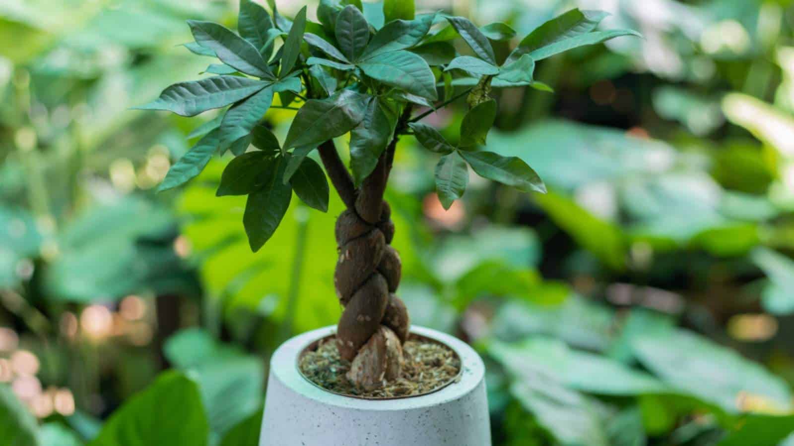 How to Grow and Care for Money Tree (Pachira aquatica)