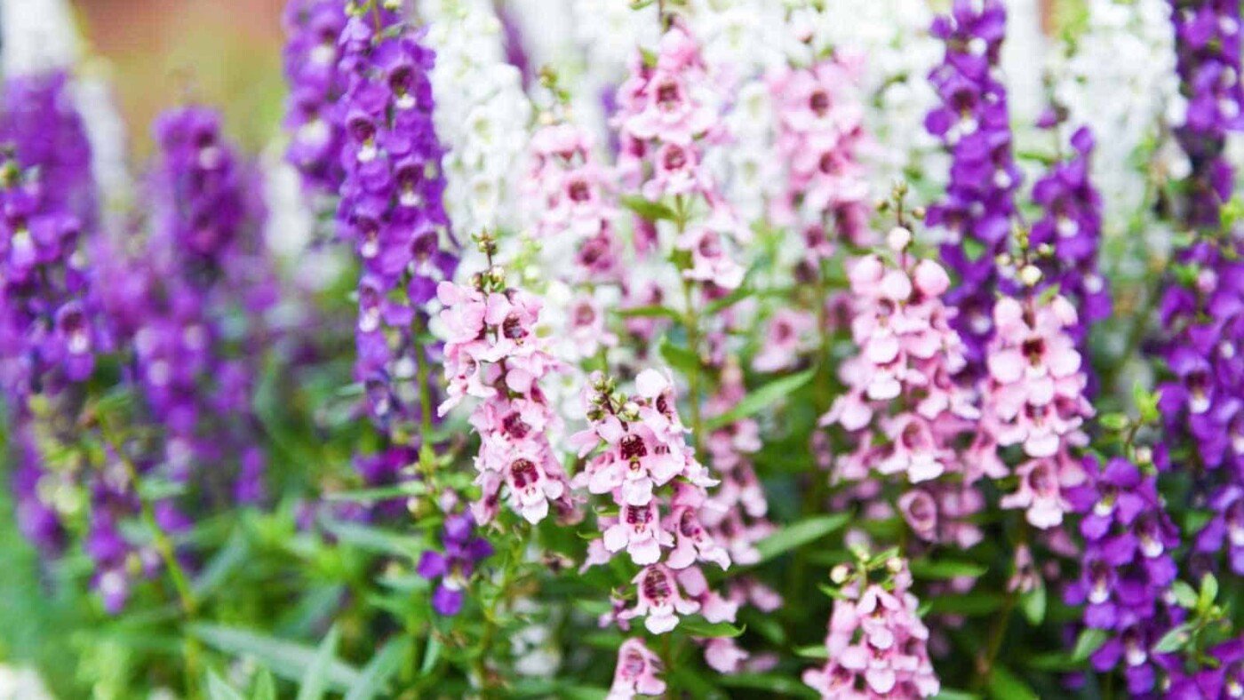 Angelonia: Gorgeous Summertime Ornamentals