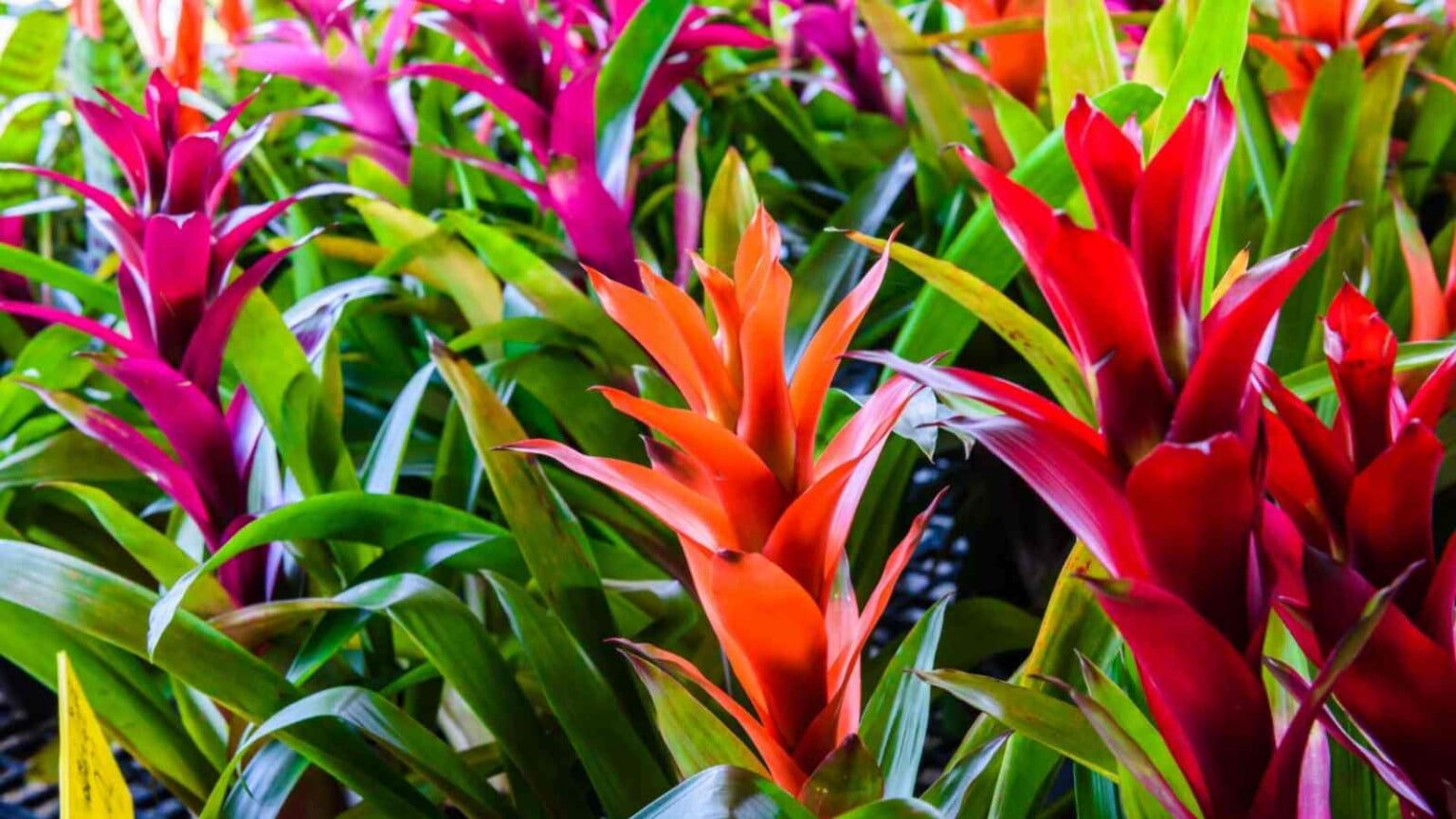 Bromeliad Guide: How to Grow and Care for Bromeliad Plants