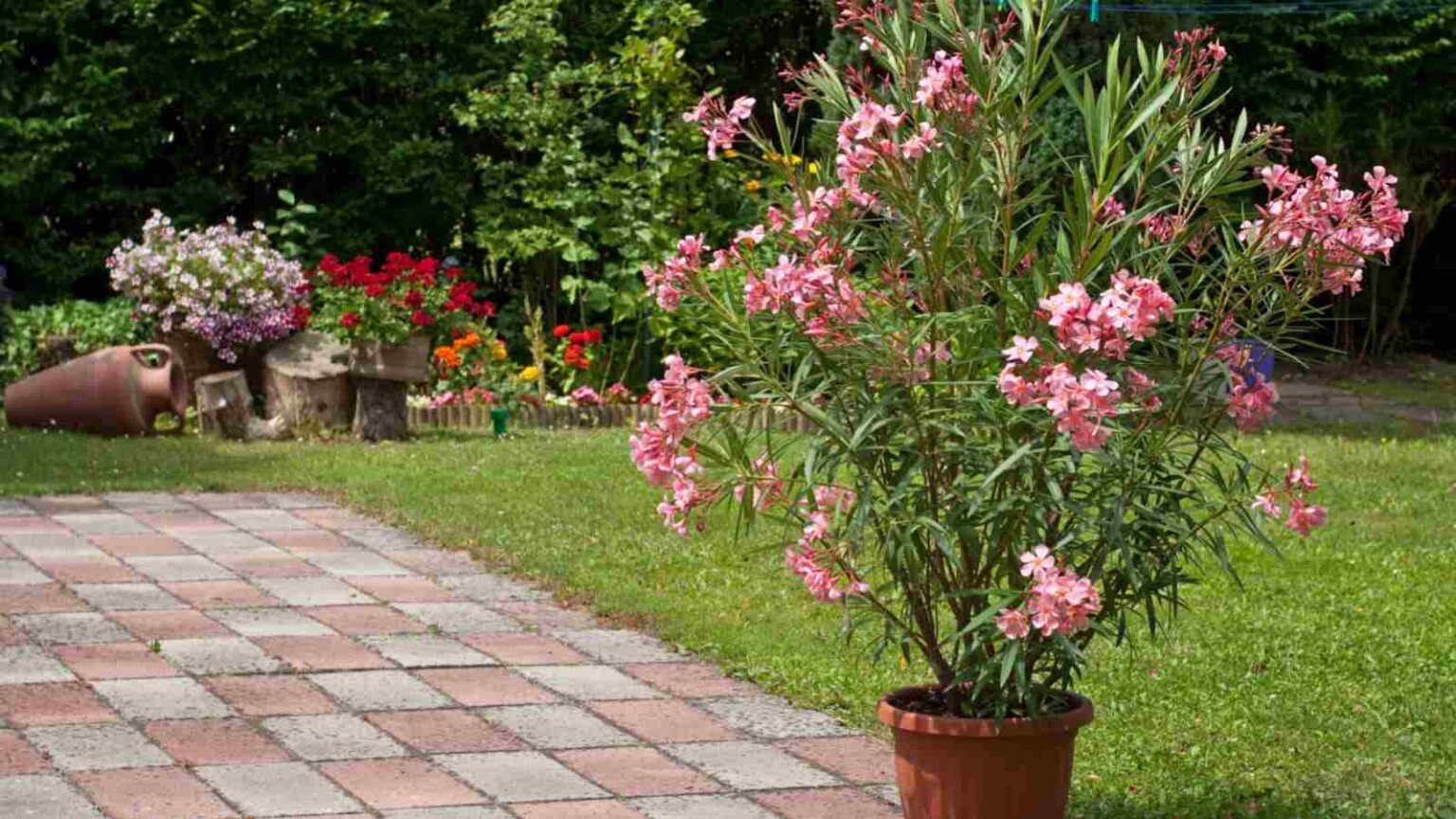 Oleander Guide: How to Grow and Care for Nerium Oleander