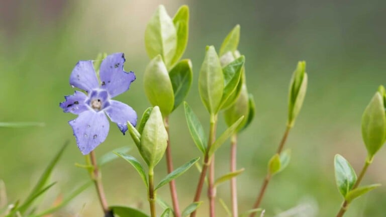 Growing Vinca Flowers for Vigor and Color