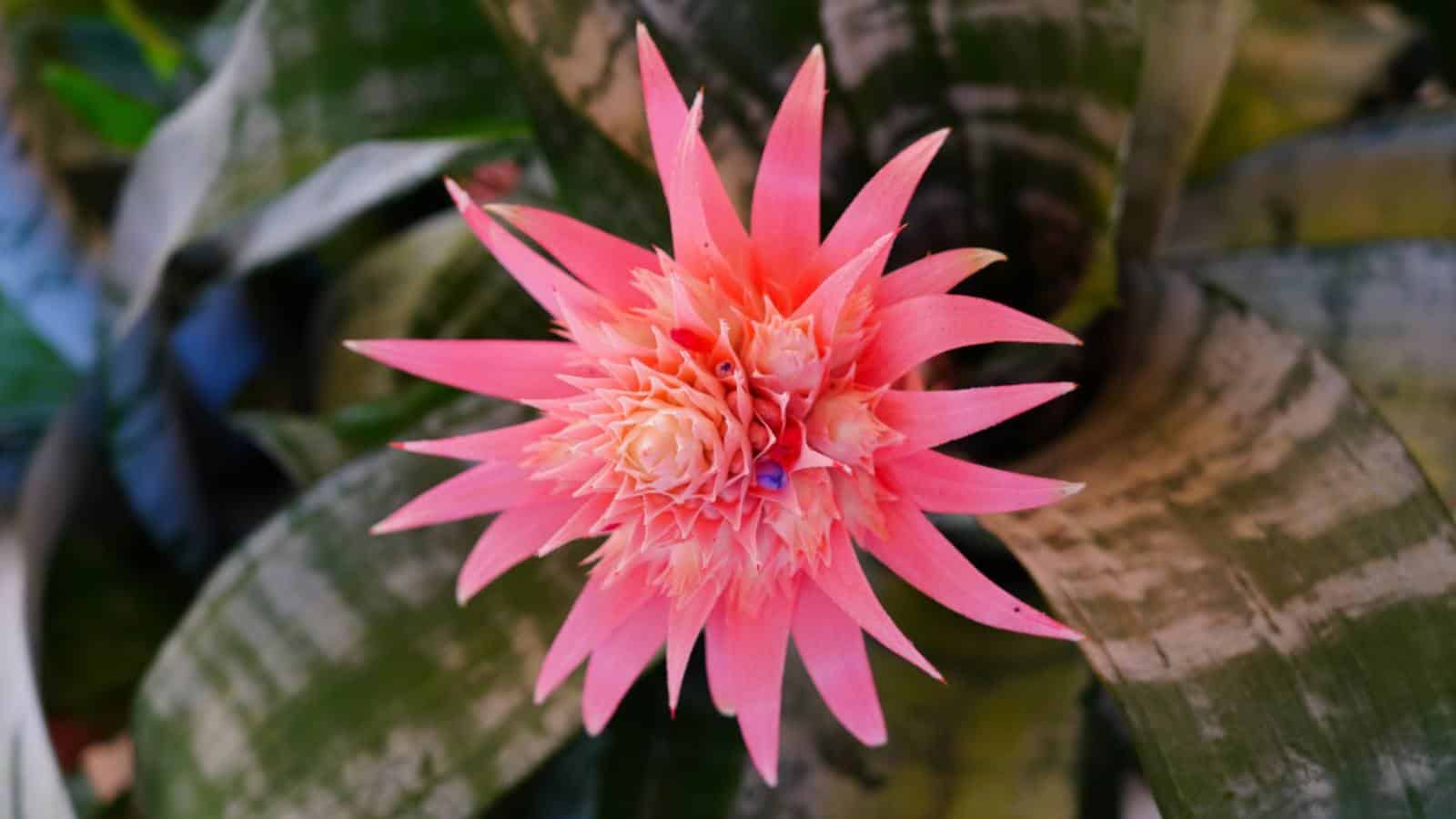 Bromeliad Guide: How to Grow and Care for Bromeliad Plants