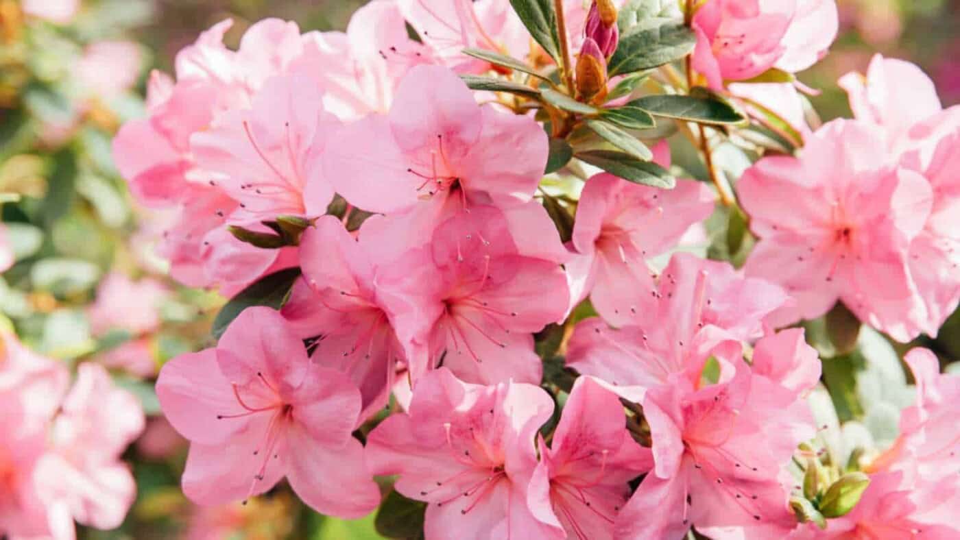15 Poisonous Flowers to Avoid and Remove From Your Garden