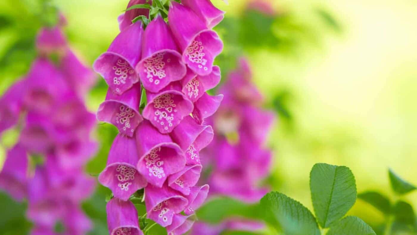 15 Poisonous Flowers to Avoid and Remove From Your Garden