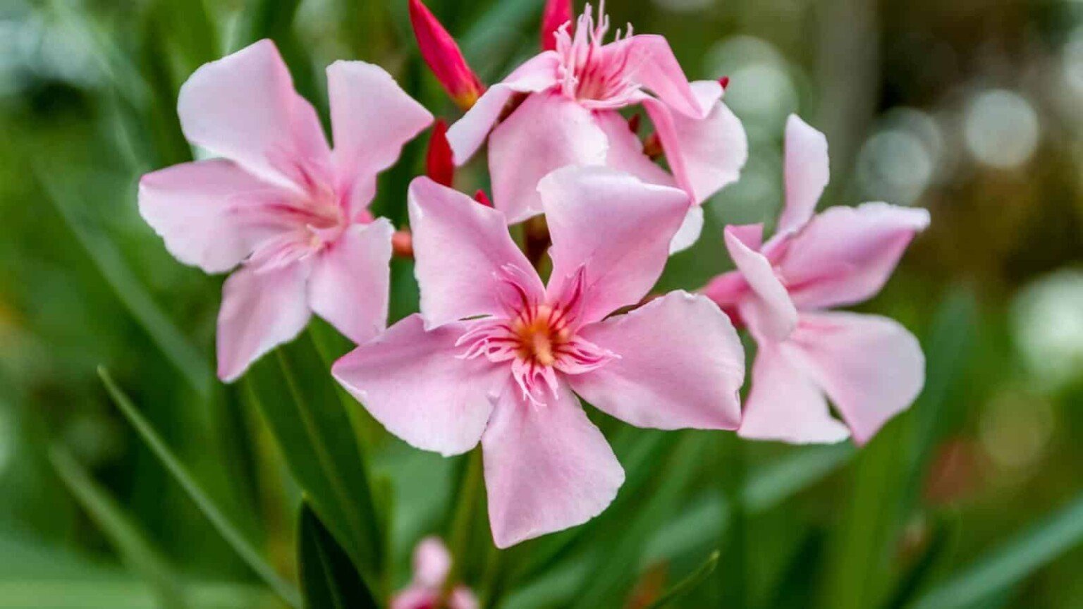15 Poisonous Flowers to Avoid and Remove From Your Garden