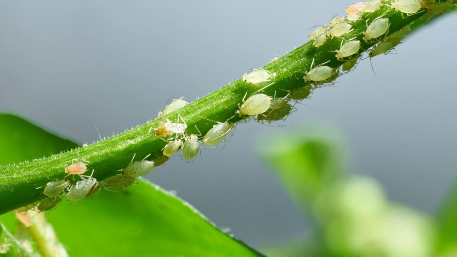 How to Plant, Grow, and Care for Spider Plant Easily