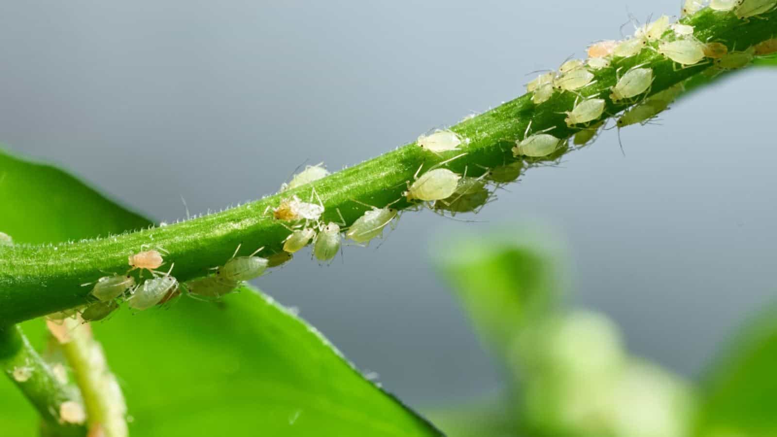 How to Grow and Care for Money Tree (Pachira aquatica)