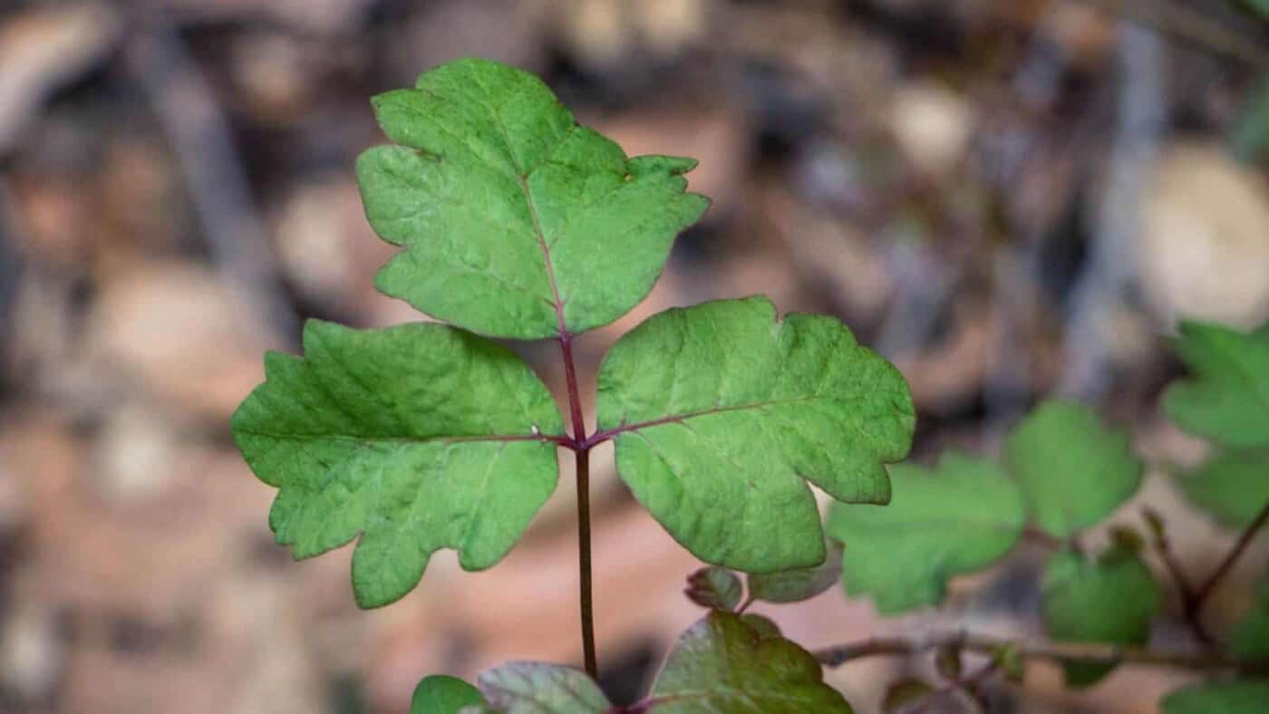 15 Poisonous Flowers to Avoid and Remove From Your Garden