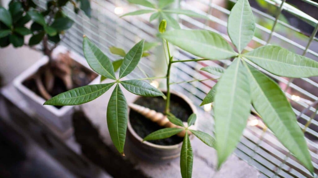 How to Grow and Care for Money Tree (Pachira aquatica)