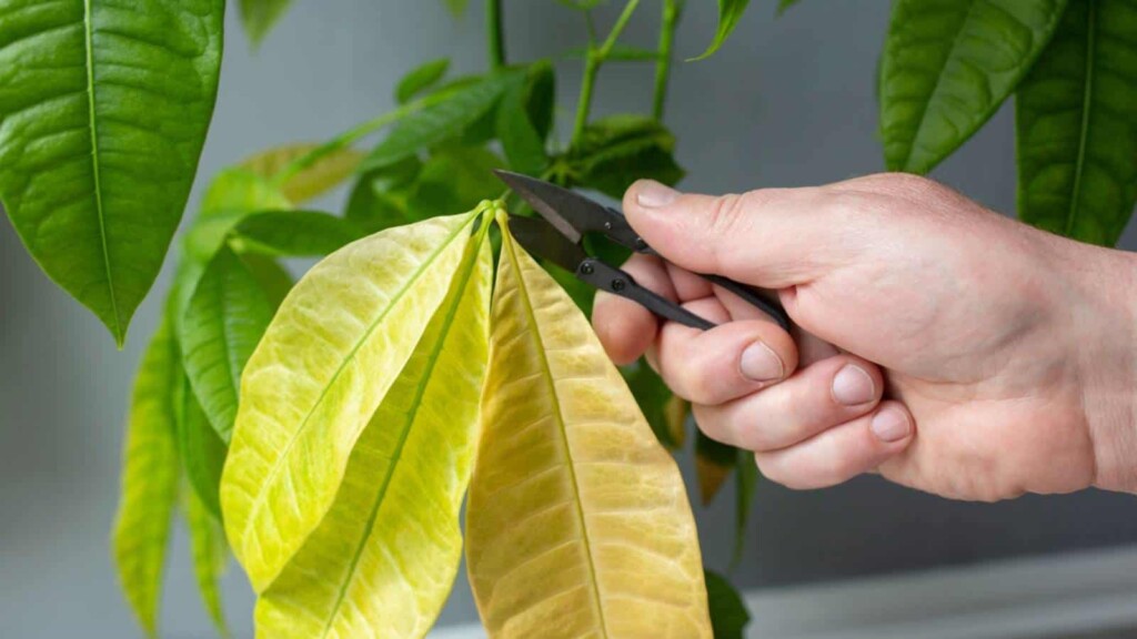How to Grow and Care for Money Tree (Pachira aquatica)