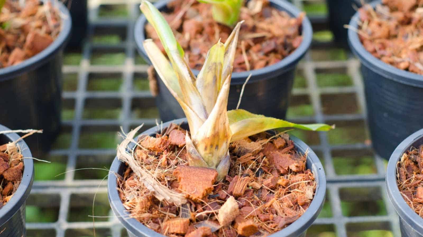 Bromeliad Guide: How to Grow and Care for Bromeliad Plants