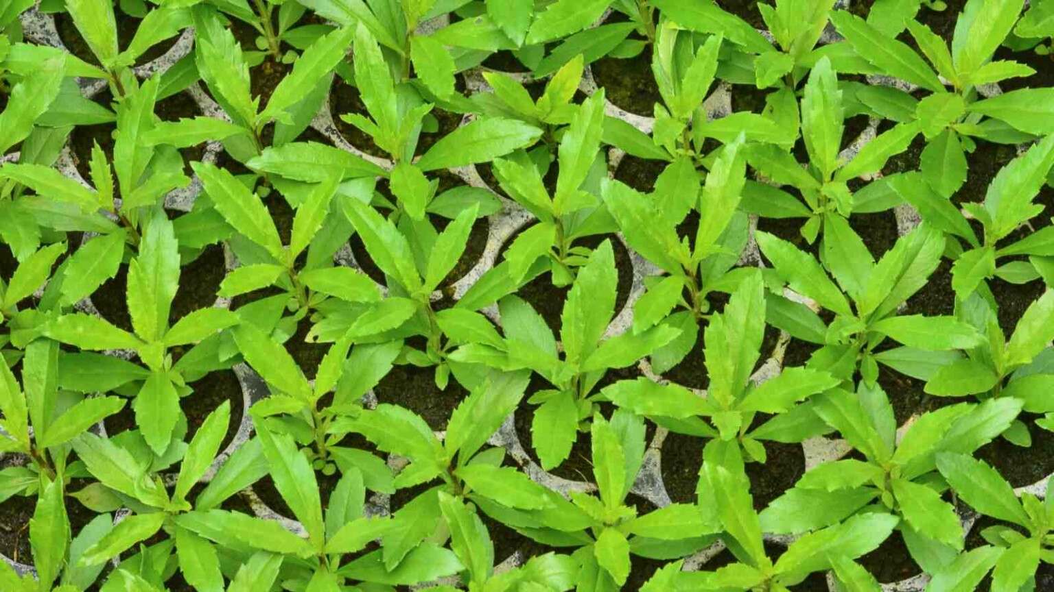 Angelonia: Gorgeous Summertime Ornamentals