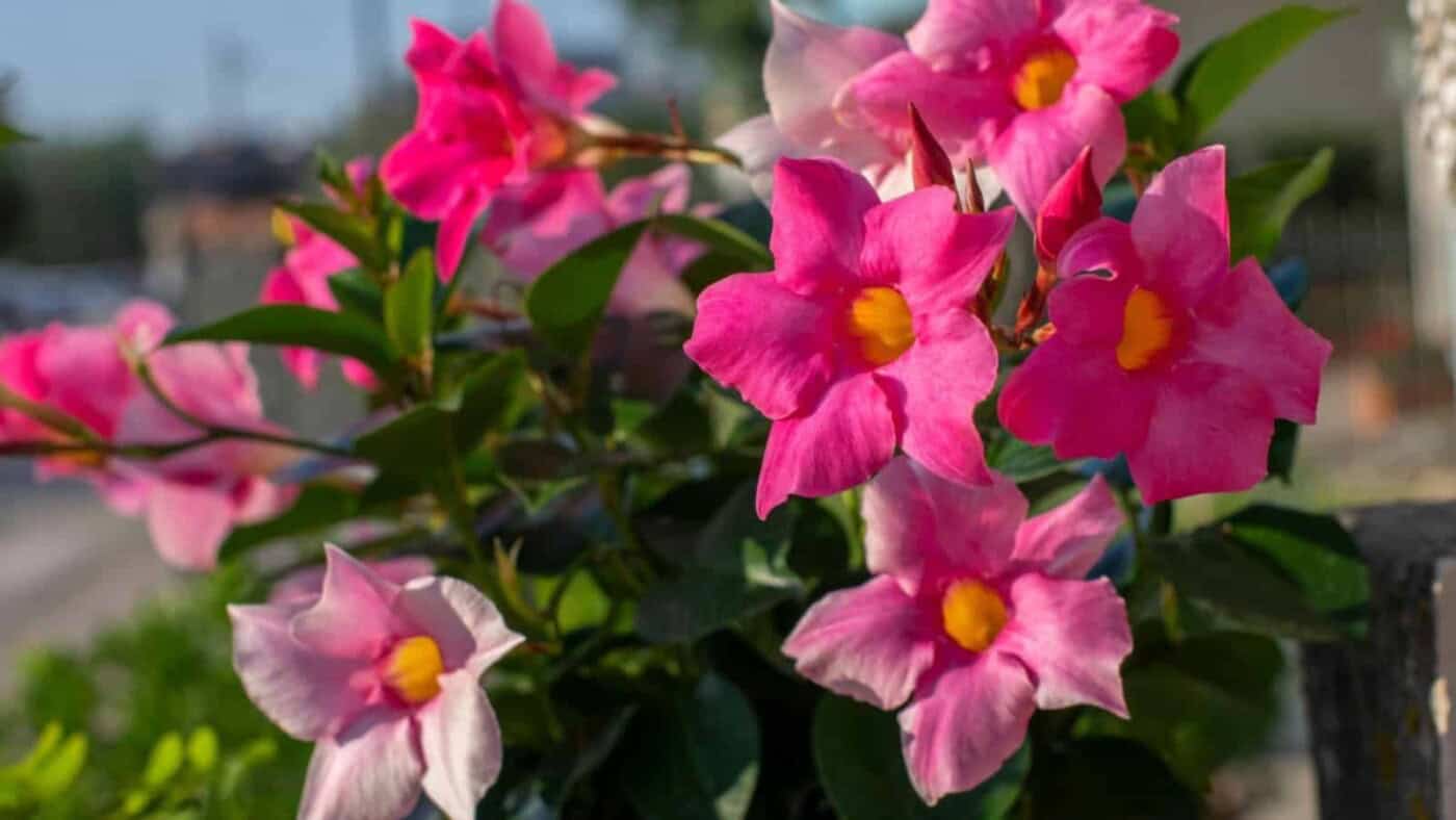 How to Plant, Grow, and Care for Dipladenia - Complete Guide