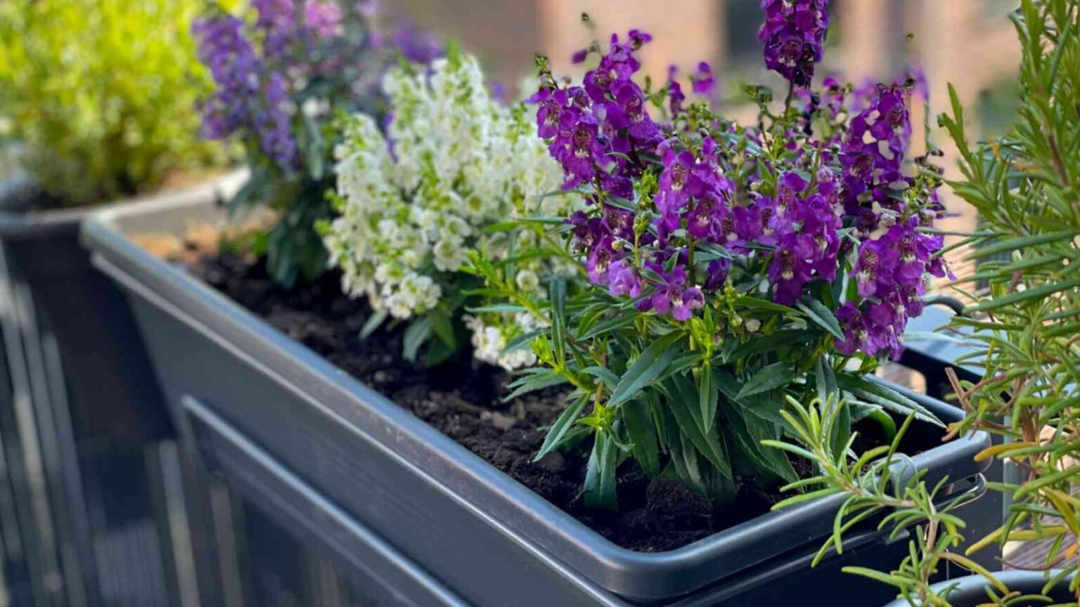 Angelonia: Gorgeous Summertime Ornamentals