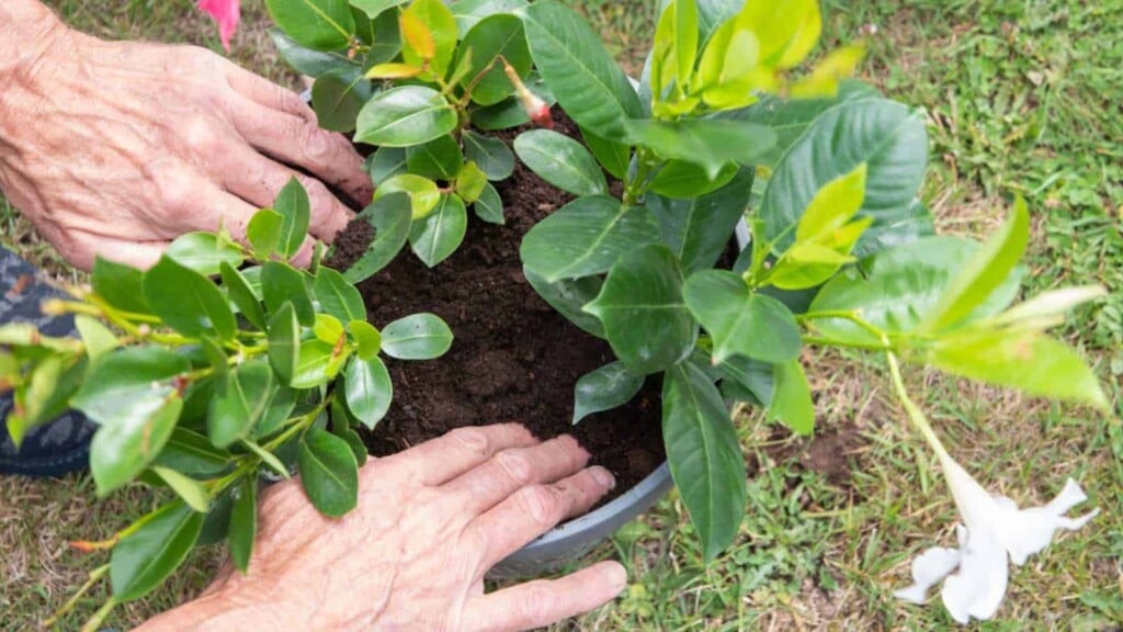 How to Plant, Grow, and Care for Dipladenia - Complete Guide