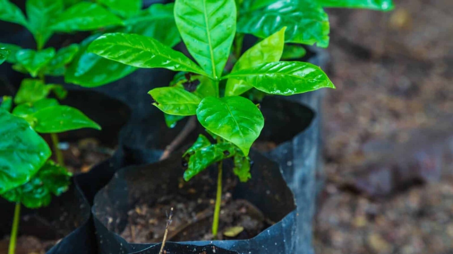 How to Plant, Grow & Care for Coffee Plant (Coffea Arabica)