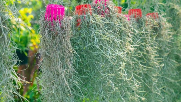 How to Grow and Care For Spanish Moss at Home - Full Guide