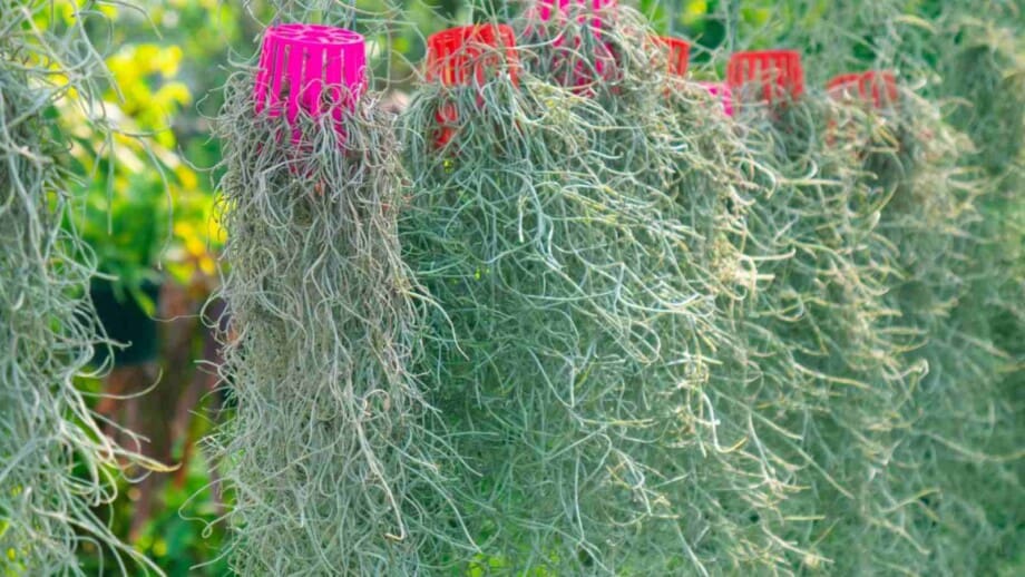 How to Grow and Care For Spanish Moss at Home - Full Guide