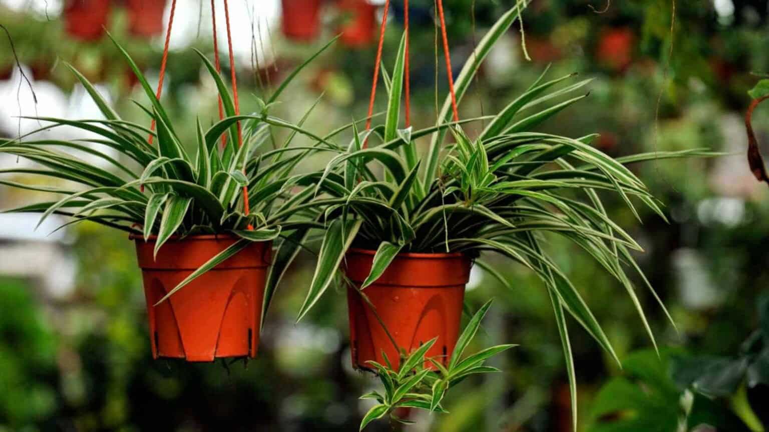 How to Plant, Grow, and Care for Spider Plant Easily