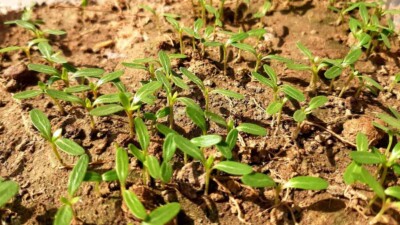 Growing Vinca Flowers for Vigor and Color