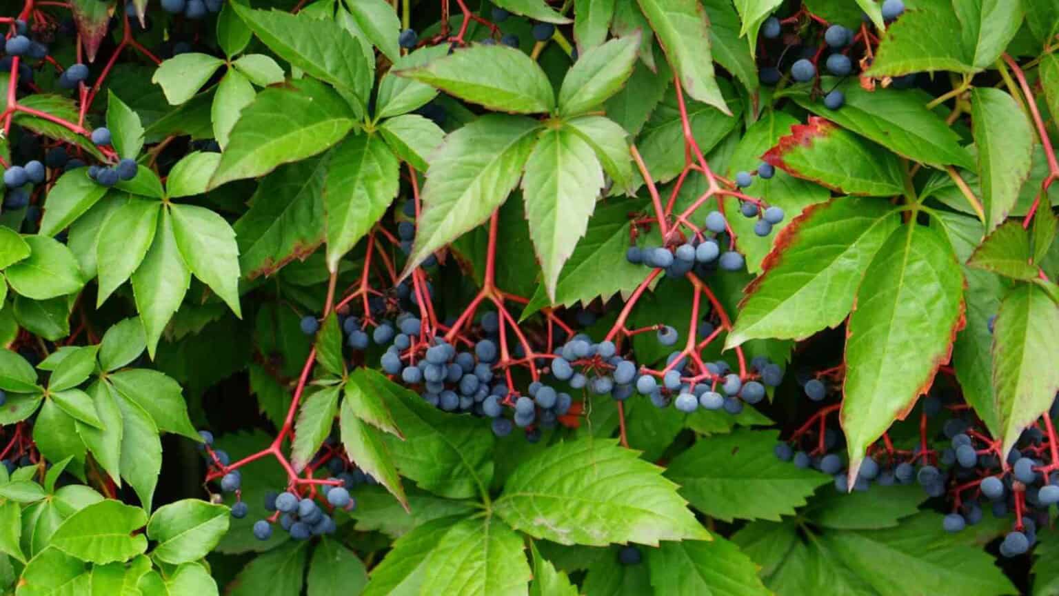 How to Grow and Care for Virginia Creeper (Complete Guide)