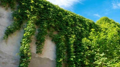 How to Grow and Care for Virginia Creeper (Complete Guide)