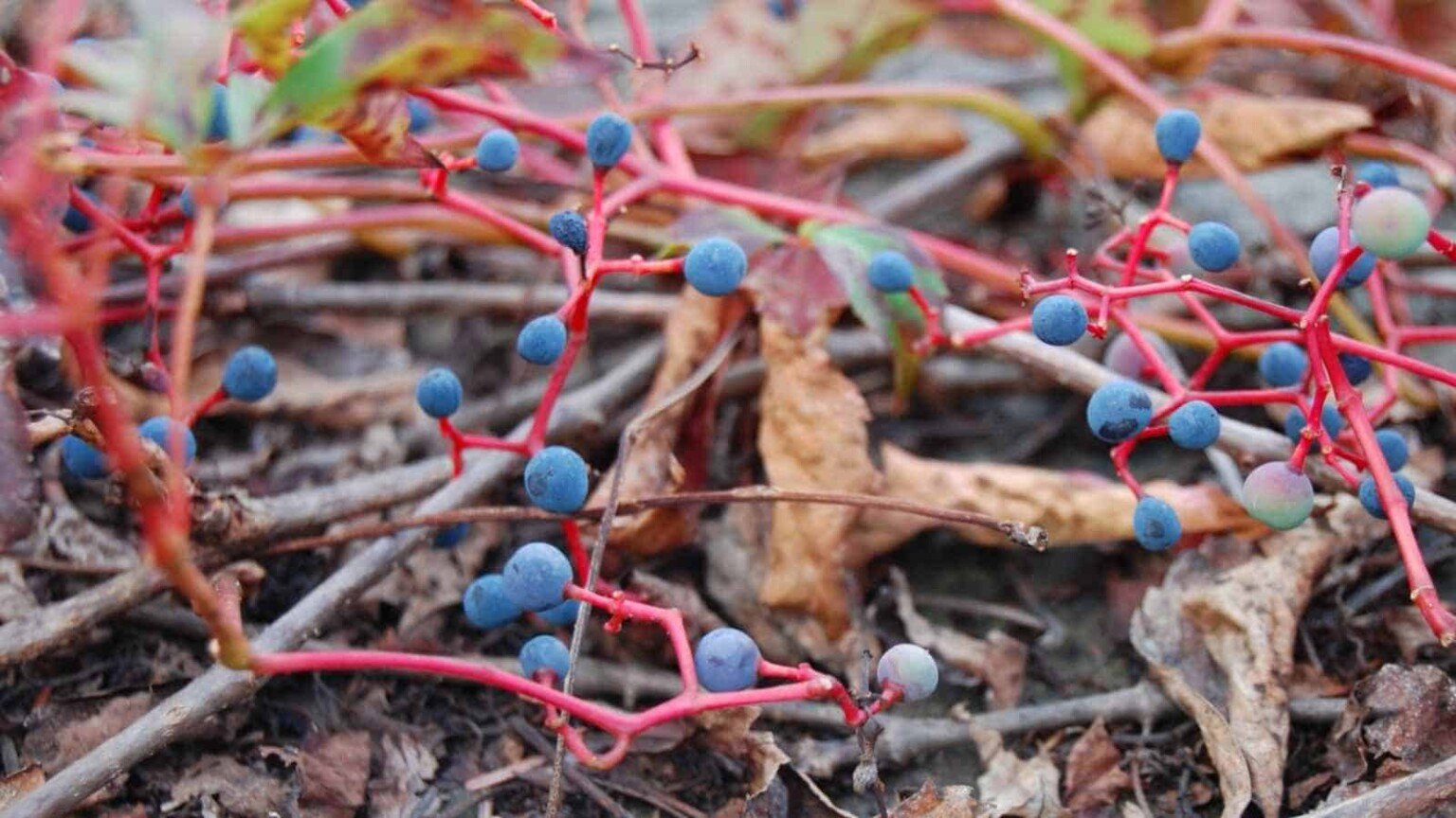 How to Grow and Care for Virginia Creeper (Complete Guide)