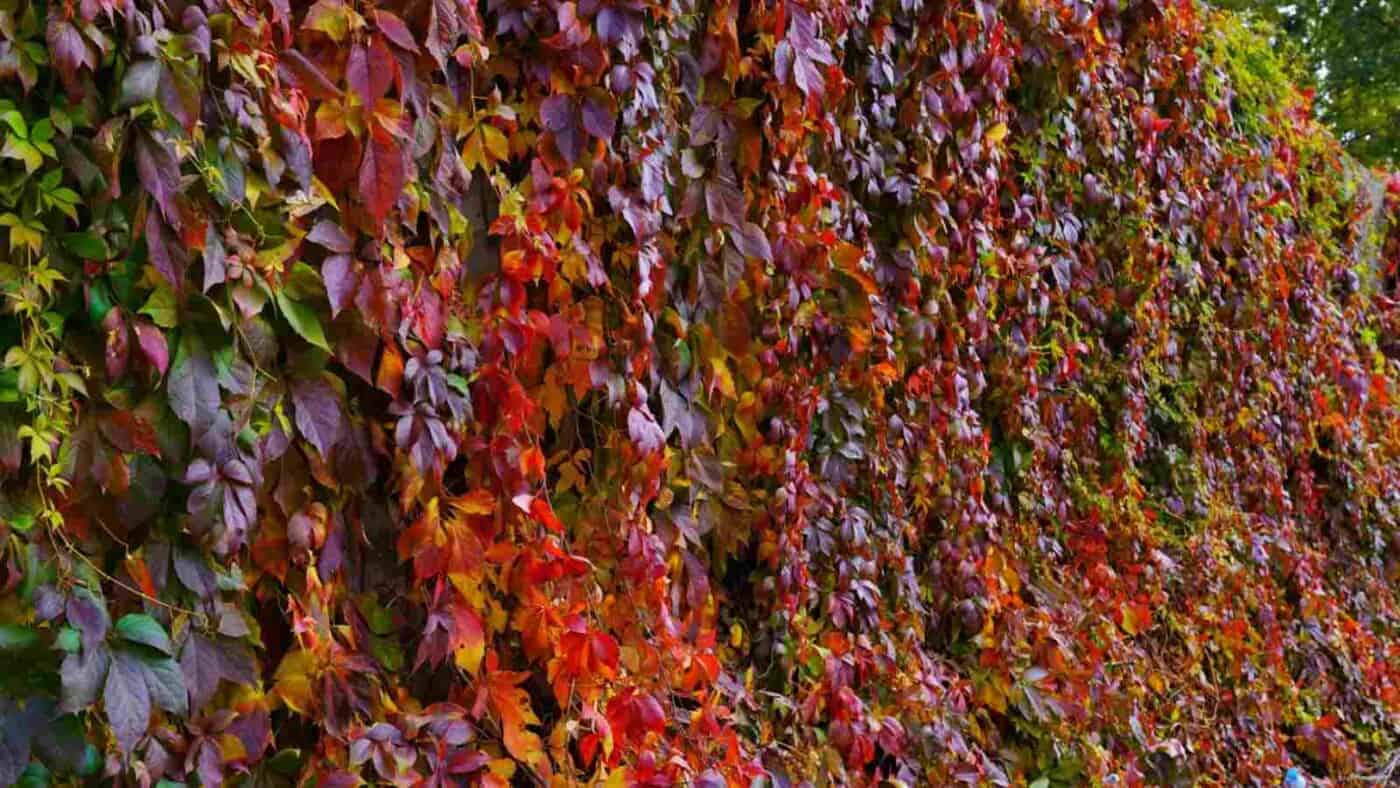 How to Grow and Care for Virginia Creeper (Complete Guide)