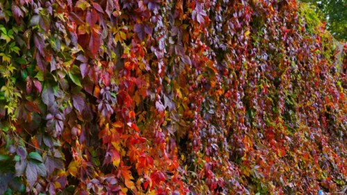 How to Grow and Care for Virginia Creeper (Complete Guide)