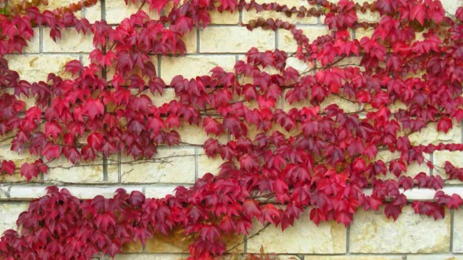 How to Grow and Care for Virginia Creeper (Complete Guide)
