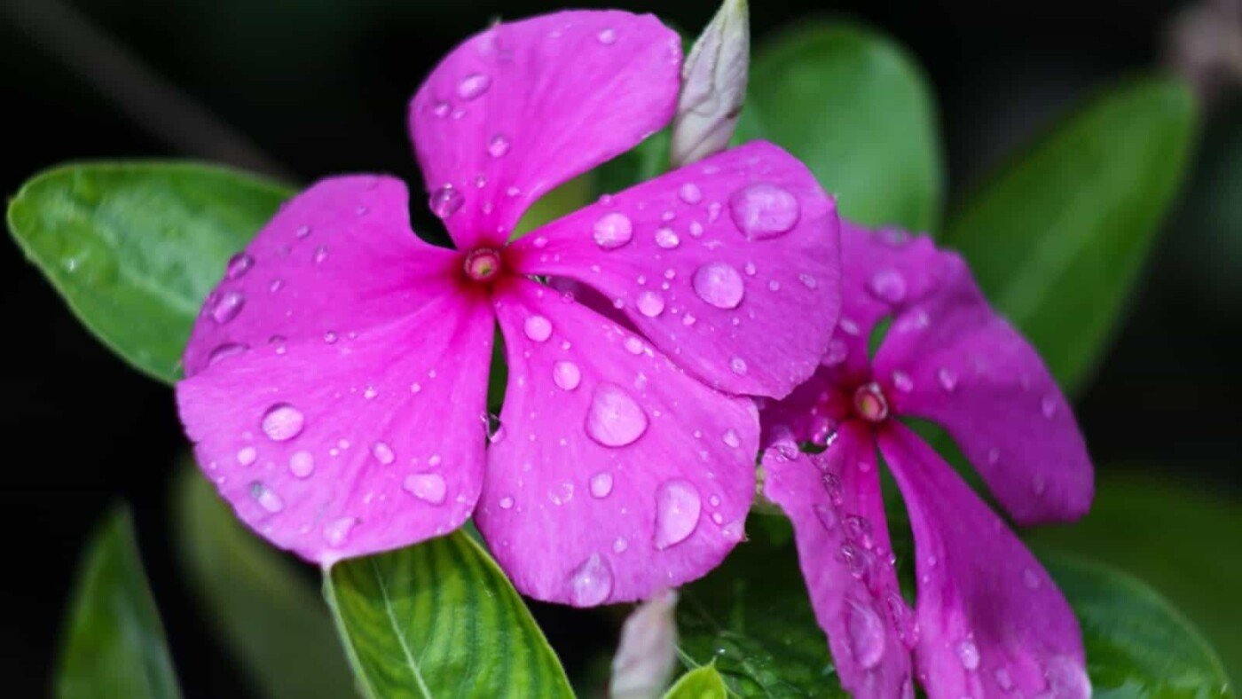 Growing Vinca Flowers for Vigor and Color