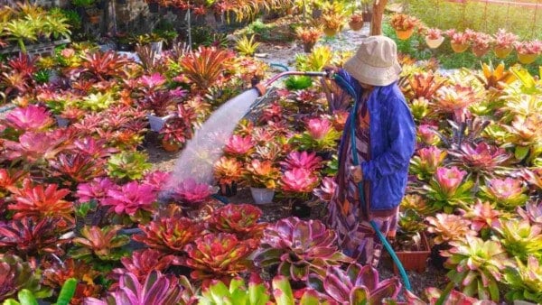 Bromeliad Guide: How to Grow and Care for Bromeliad Plants