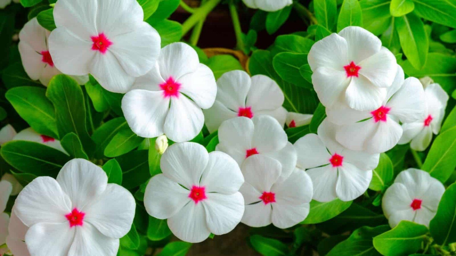 Growing Vinca Flowers for Vigor and Color